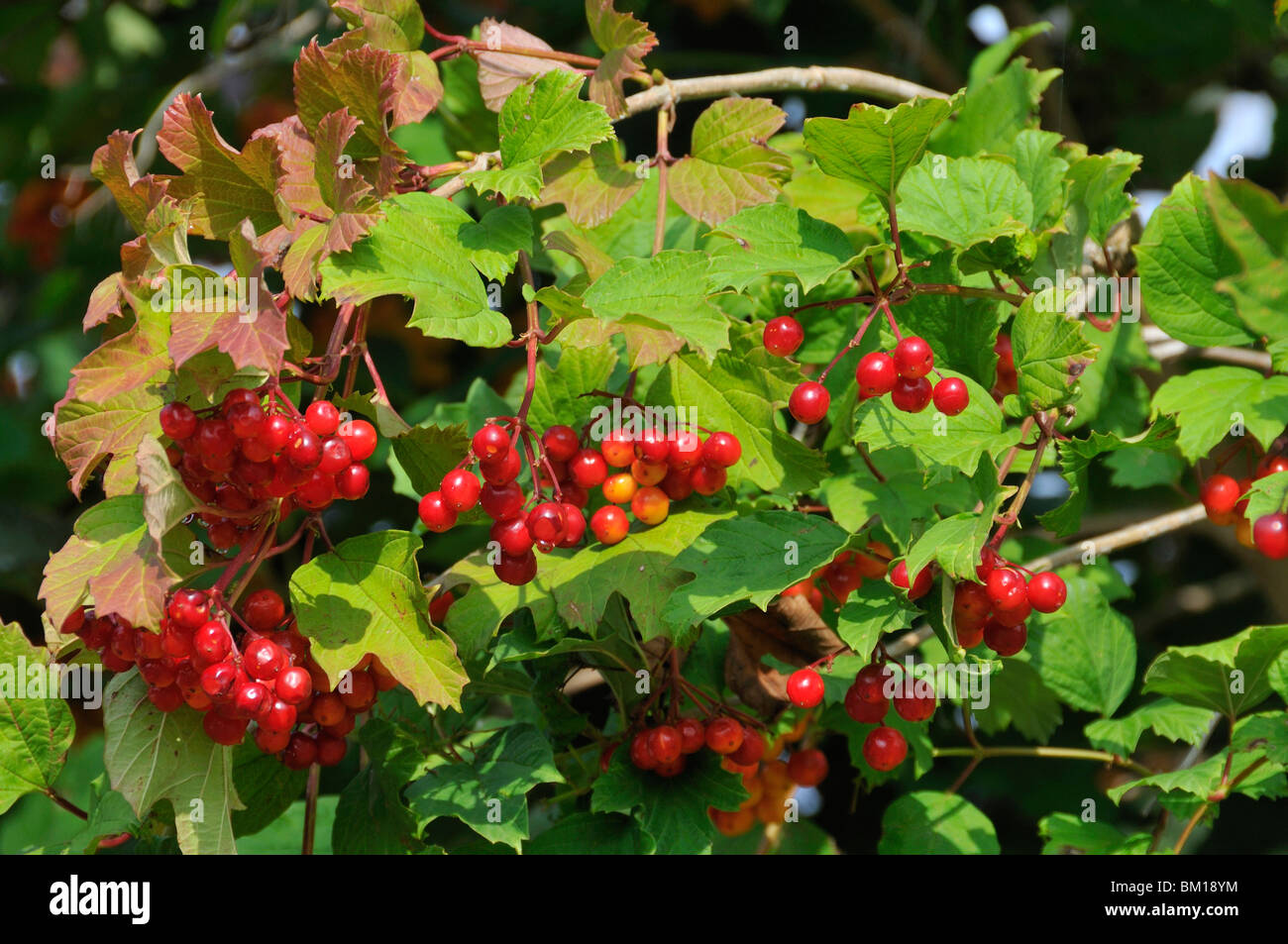 Viburnum lantana berries fruit hi-res stock photography and images - Alamy