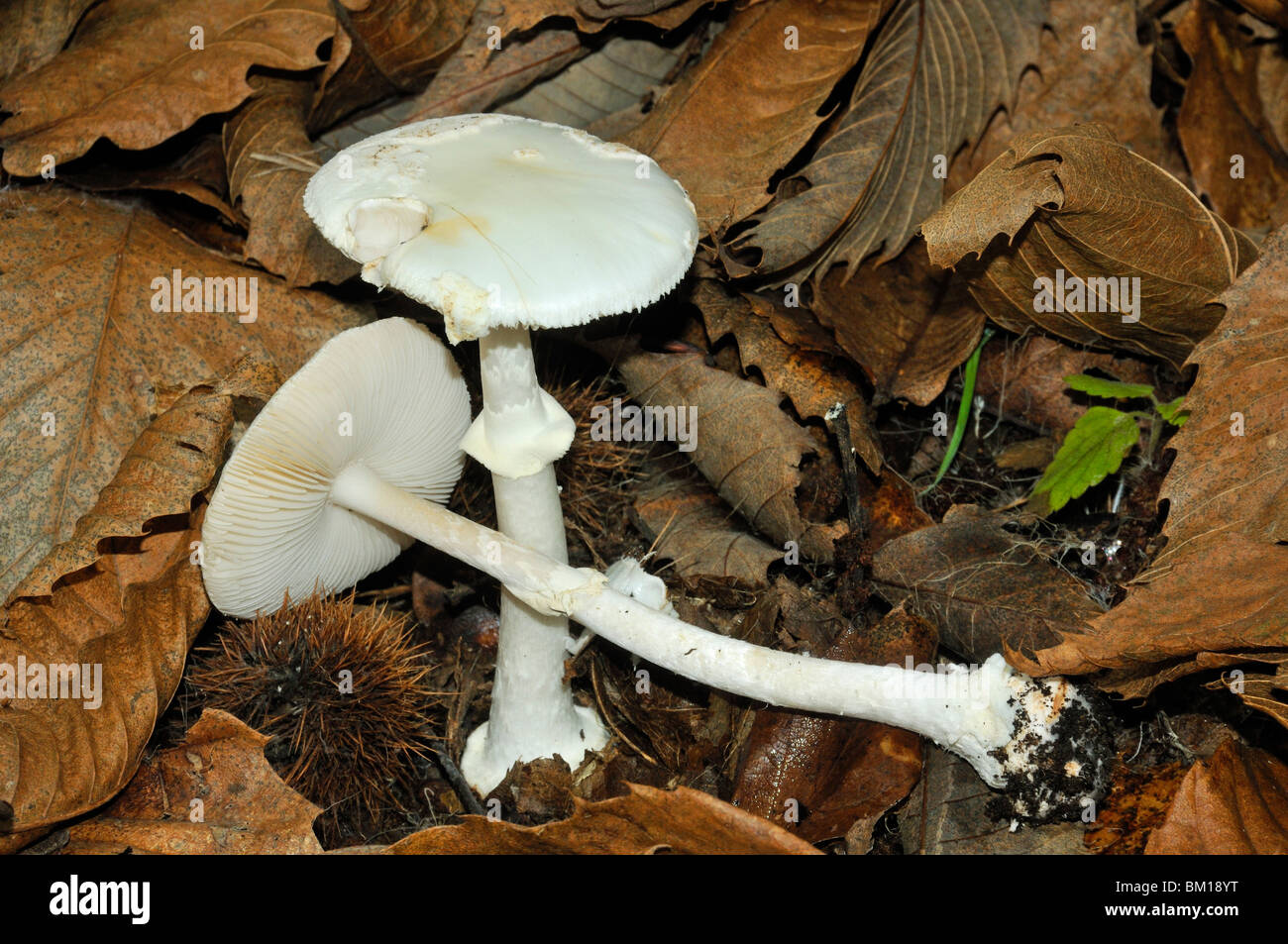 Amanita citrina, False death cap Stock Photo - Alamy