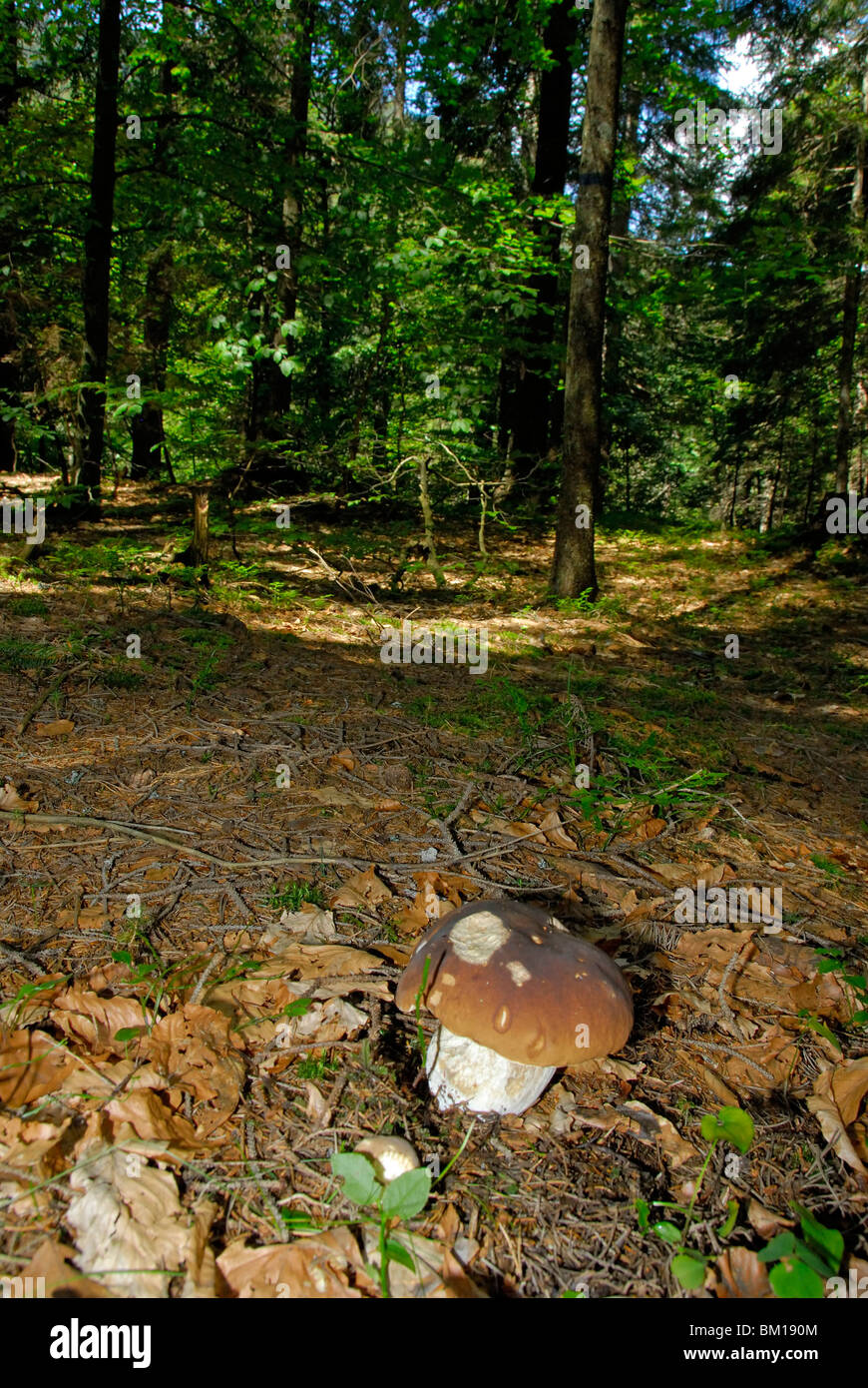 Pinewood bolete hi-res stock photography and images - Alamy