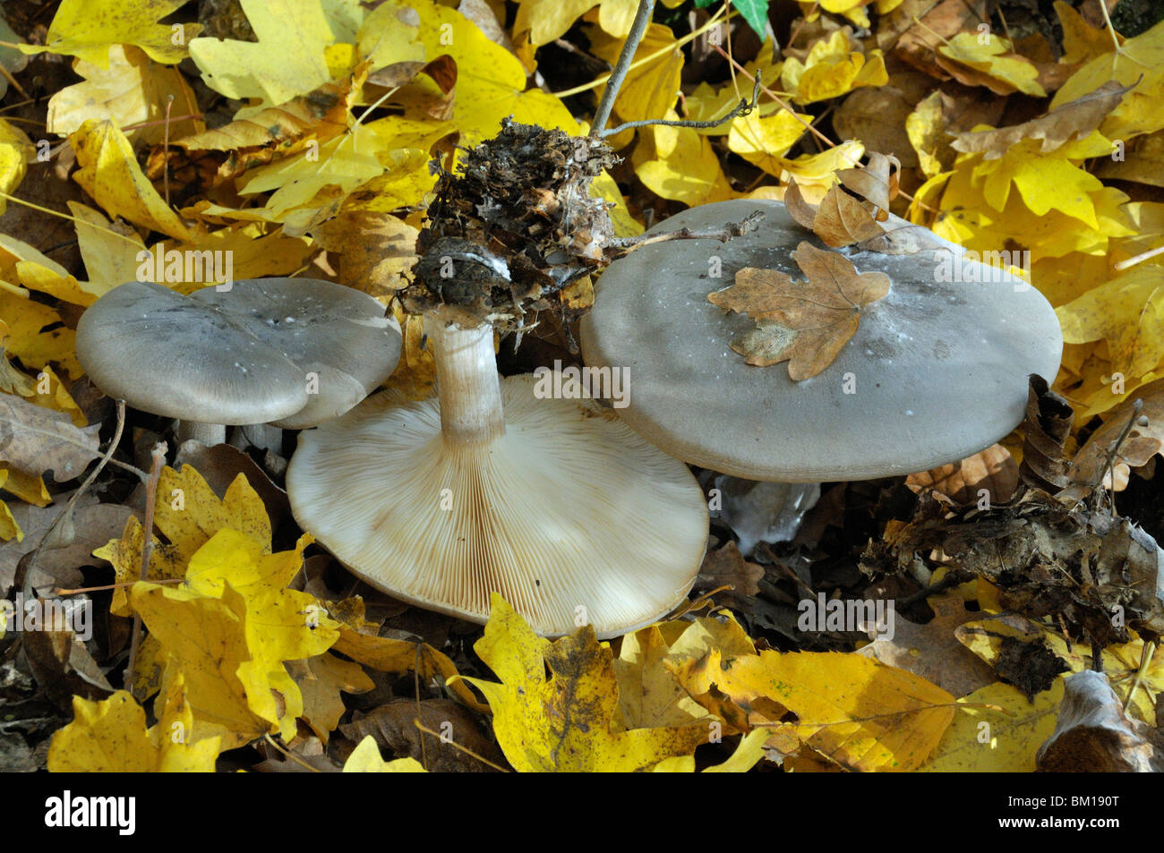 Cloud fungus hi-res stock photography and images - Alamy