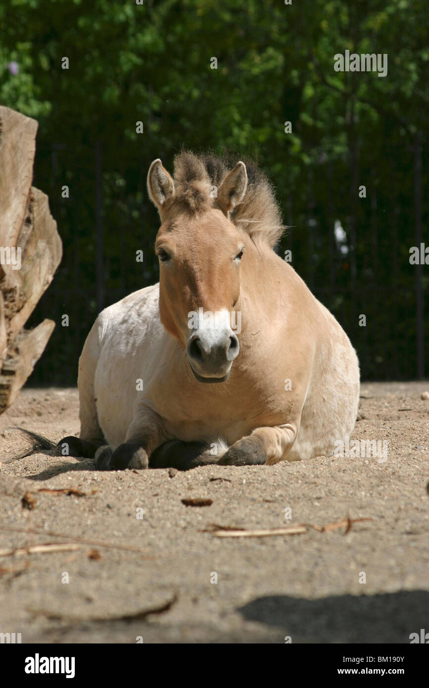 Dozing horse hi-res stock photography and images - Alamy