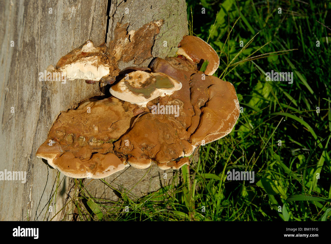 Ganoderma applanatum, Artist's Bracket Stock Photo - Alamy
