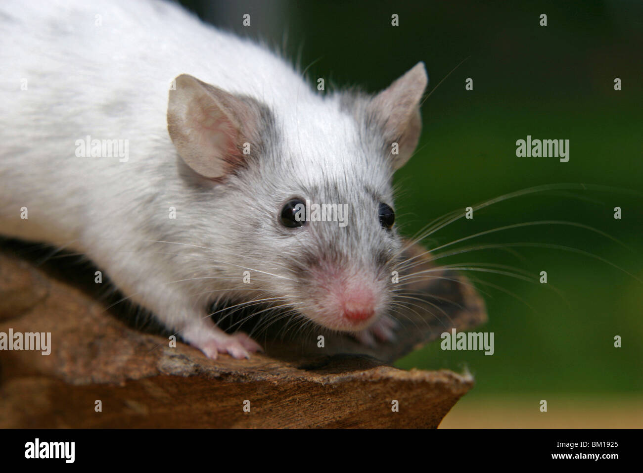 White mouse lateral view hi-res stock photography and images - Alamy