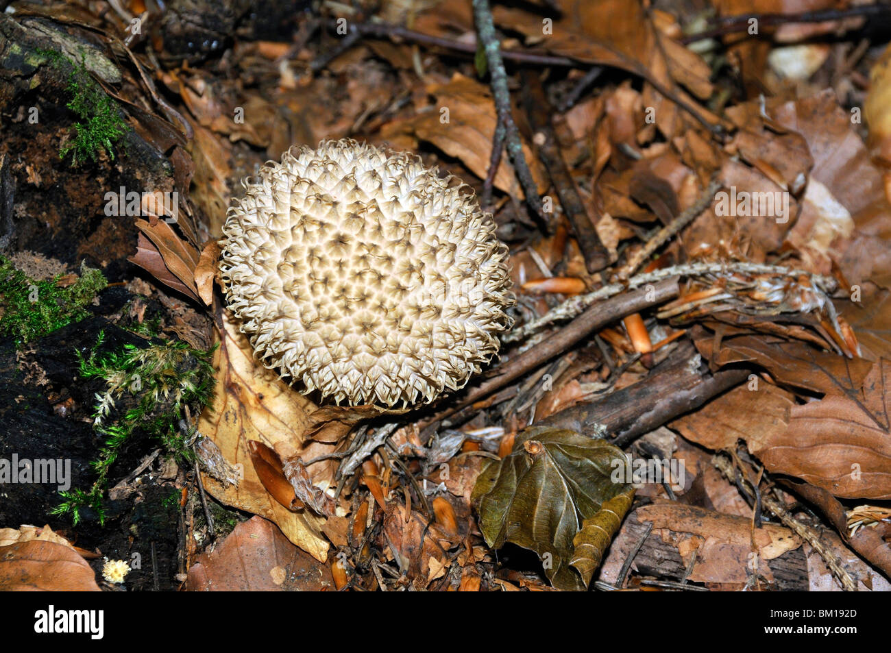 Echinatum hi-res stock photography and images - Alamy