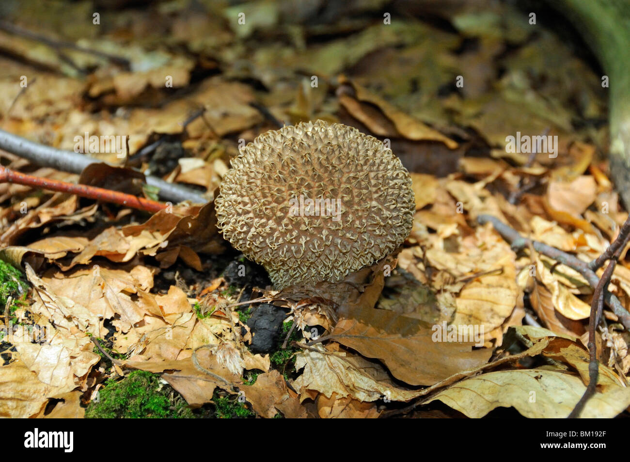 Lycoperdon echinatum, spiny puffball Stock Photo - Alamy