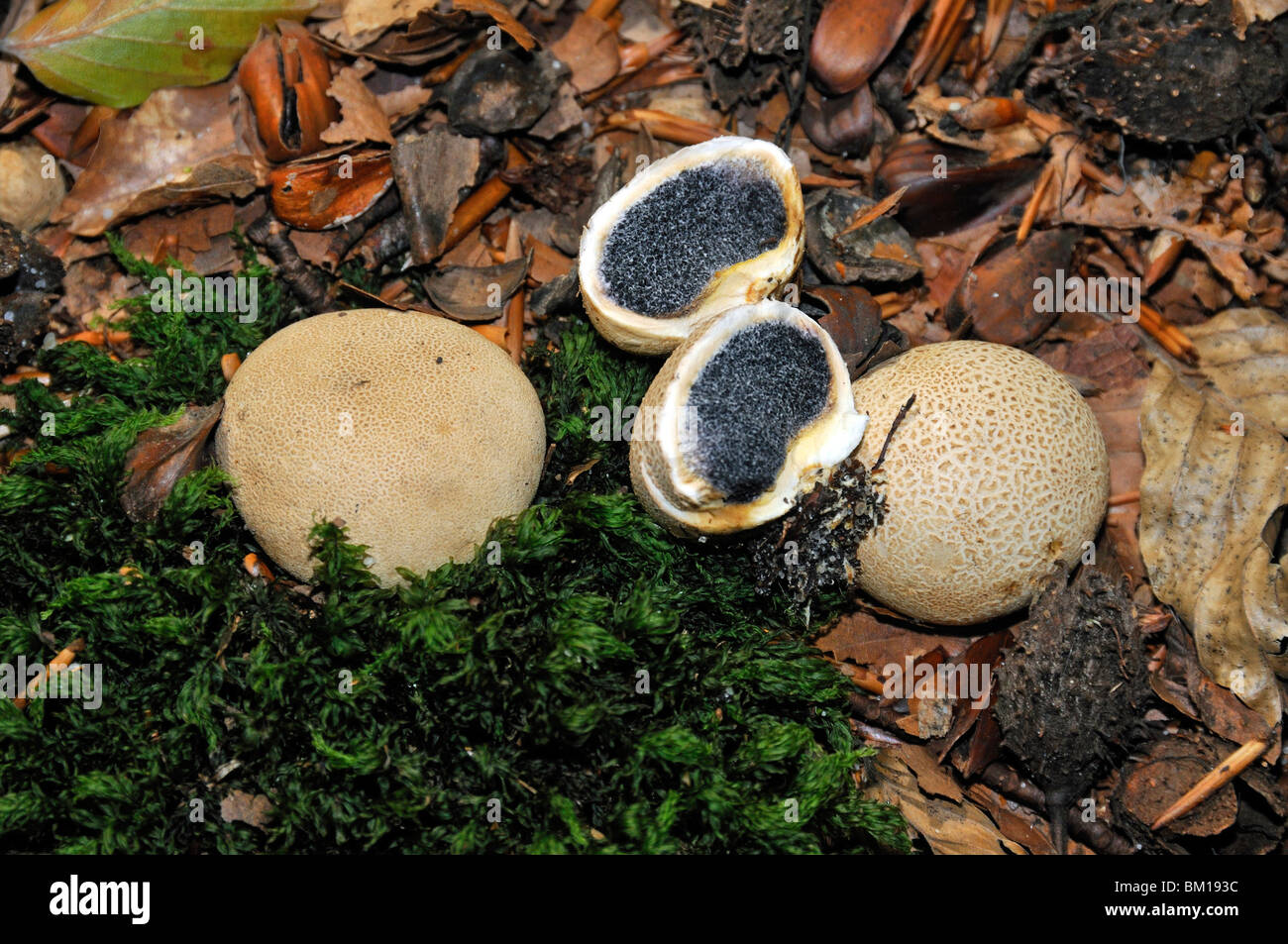 Scleroderma sp hi-res stock photography and images - Alamy