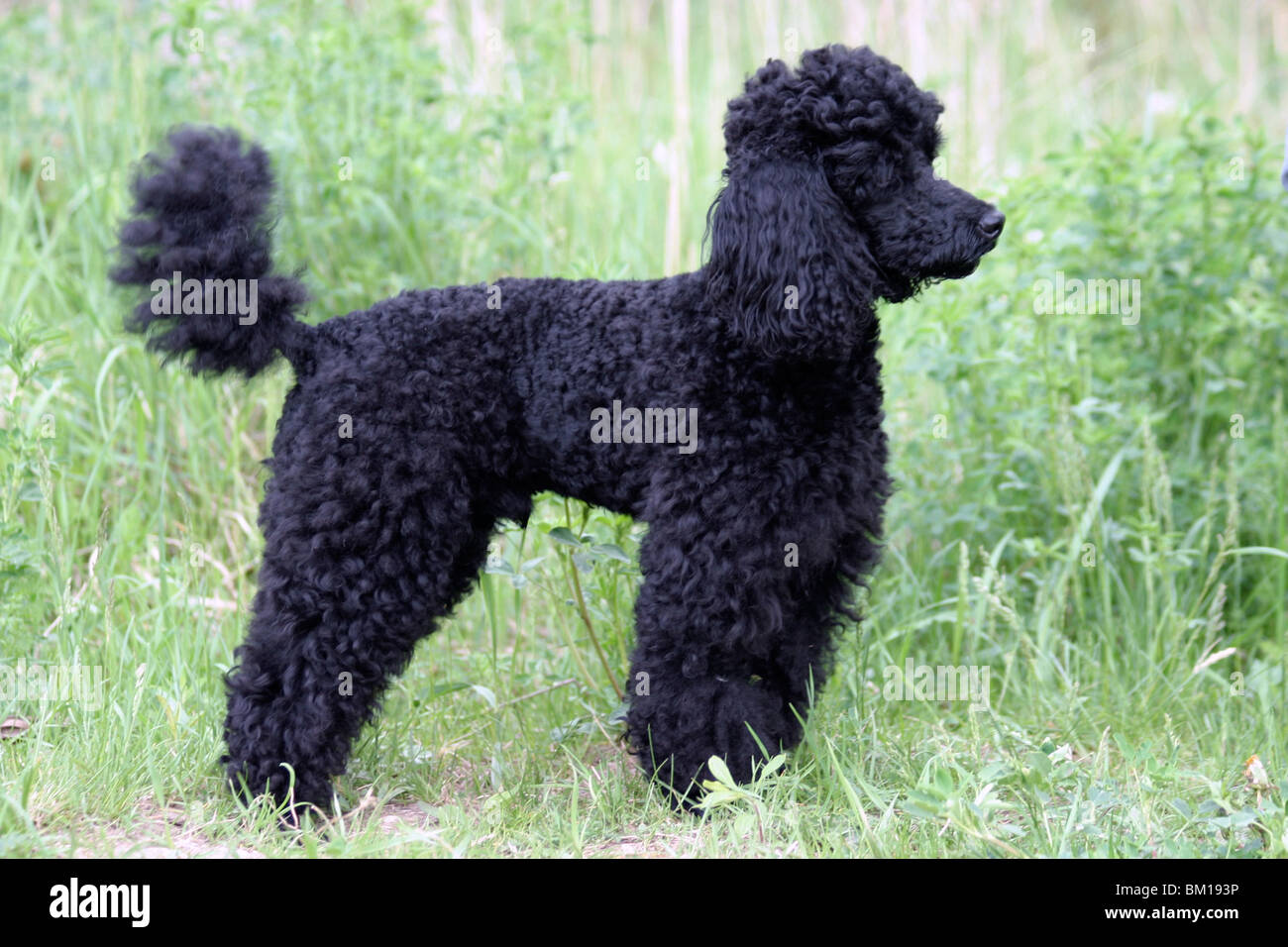 Black poodles hi-res stock photography and images - Alamy