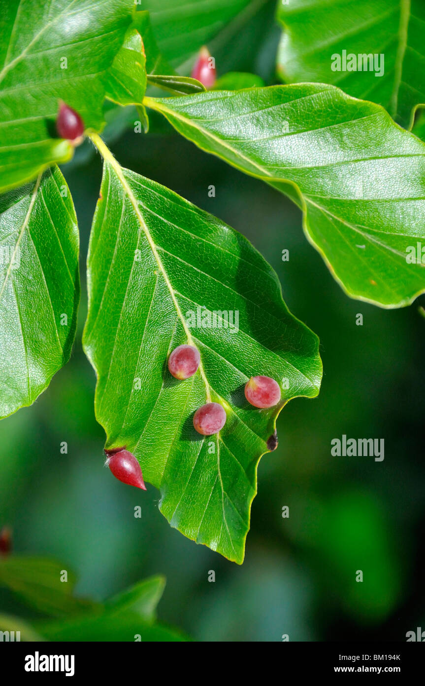 Mikiola fagi gall Stock Photo - Alamy