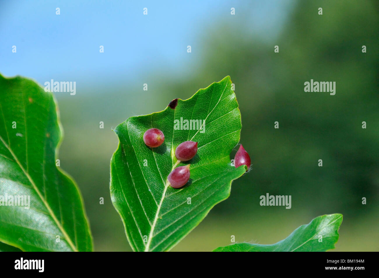 Mikiola fagi hi-res stock photography and images - Alamy