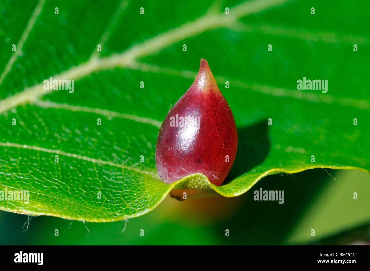 Mikiola fagi hi-res stock photography and images - Alamy