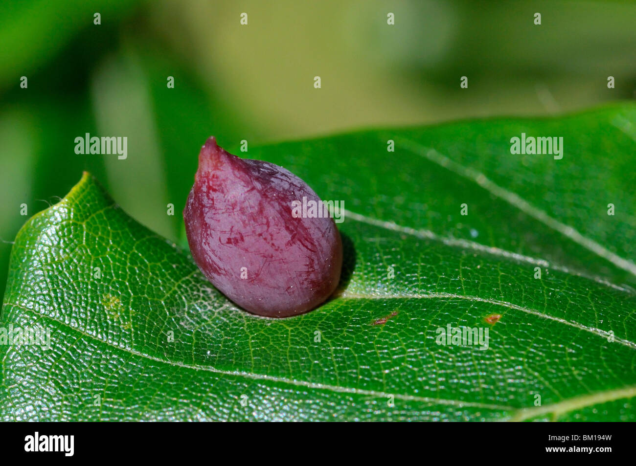 Mikiola hi-res stock photography and images - Alamy