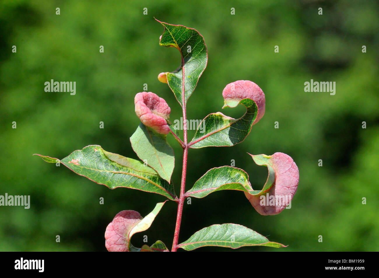 Forda formicaria hi-res stock photography and images - Alamy