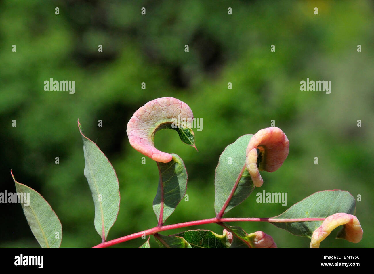 Forda formicaria gall Stock Photo - Alamy
