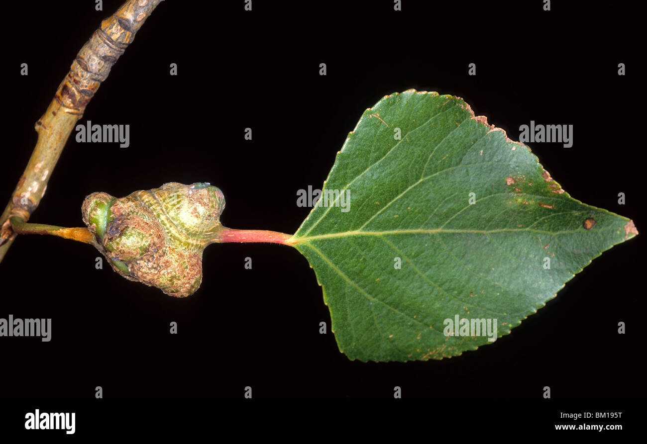 Pemphigus bursarius gall on Populus nigra, Black Poplar Stock Photo - Alamy