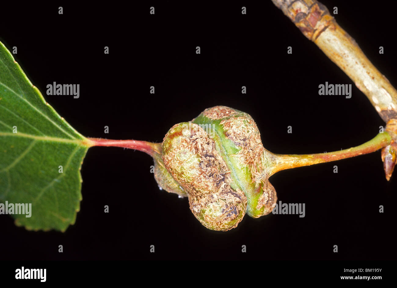 Pemphigus bursarius gall on Populus nigra, Black Poplar Stock Photo - Alamy