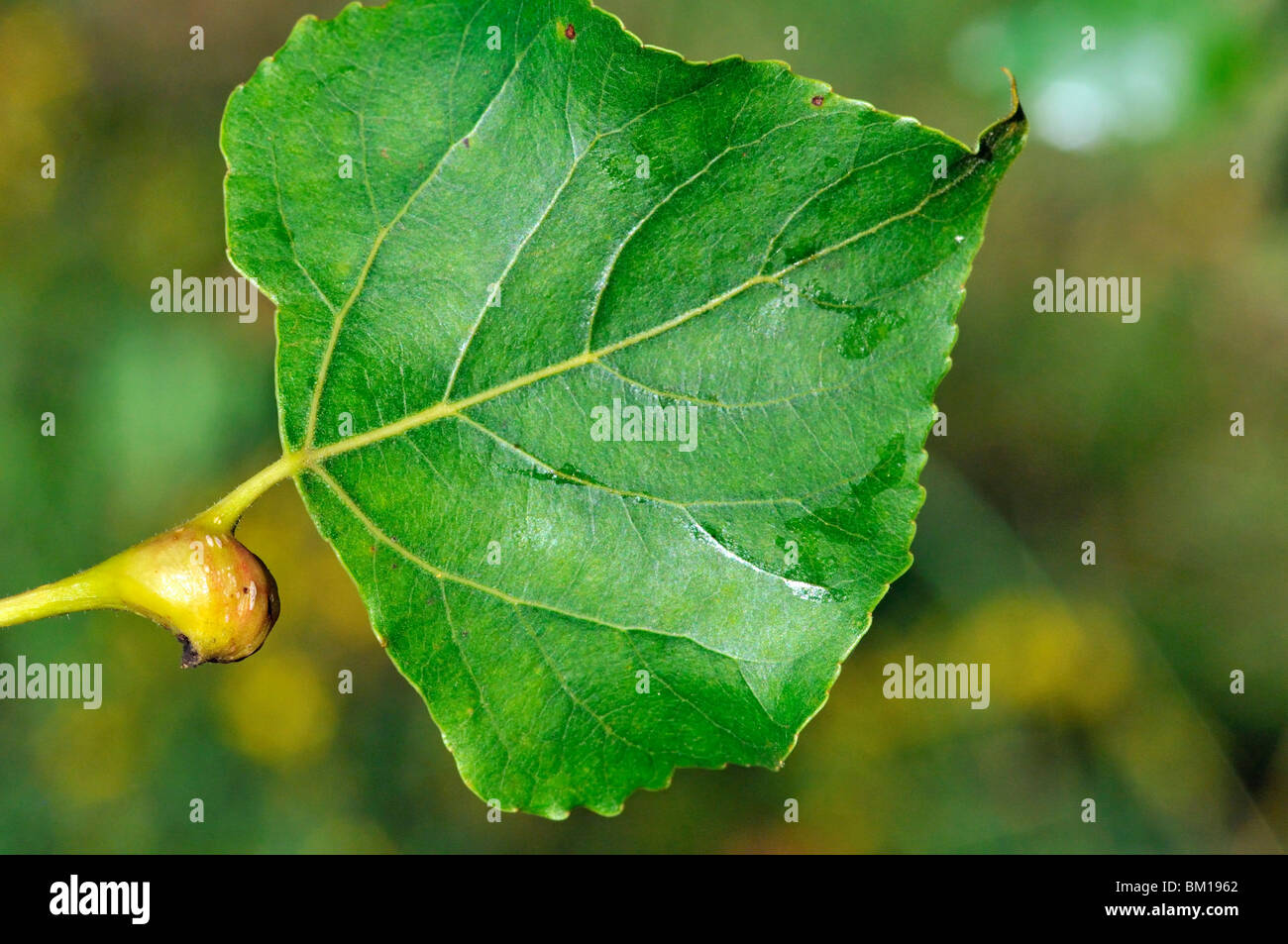 Pemphigus bursarius gall on Populus nigra, Black Poplar Stock Photo - Alamy