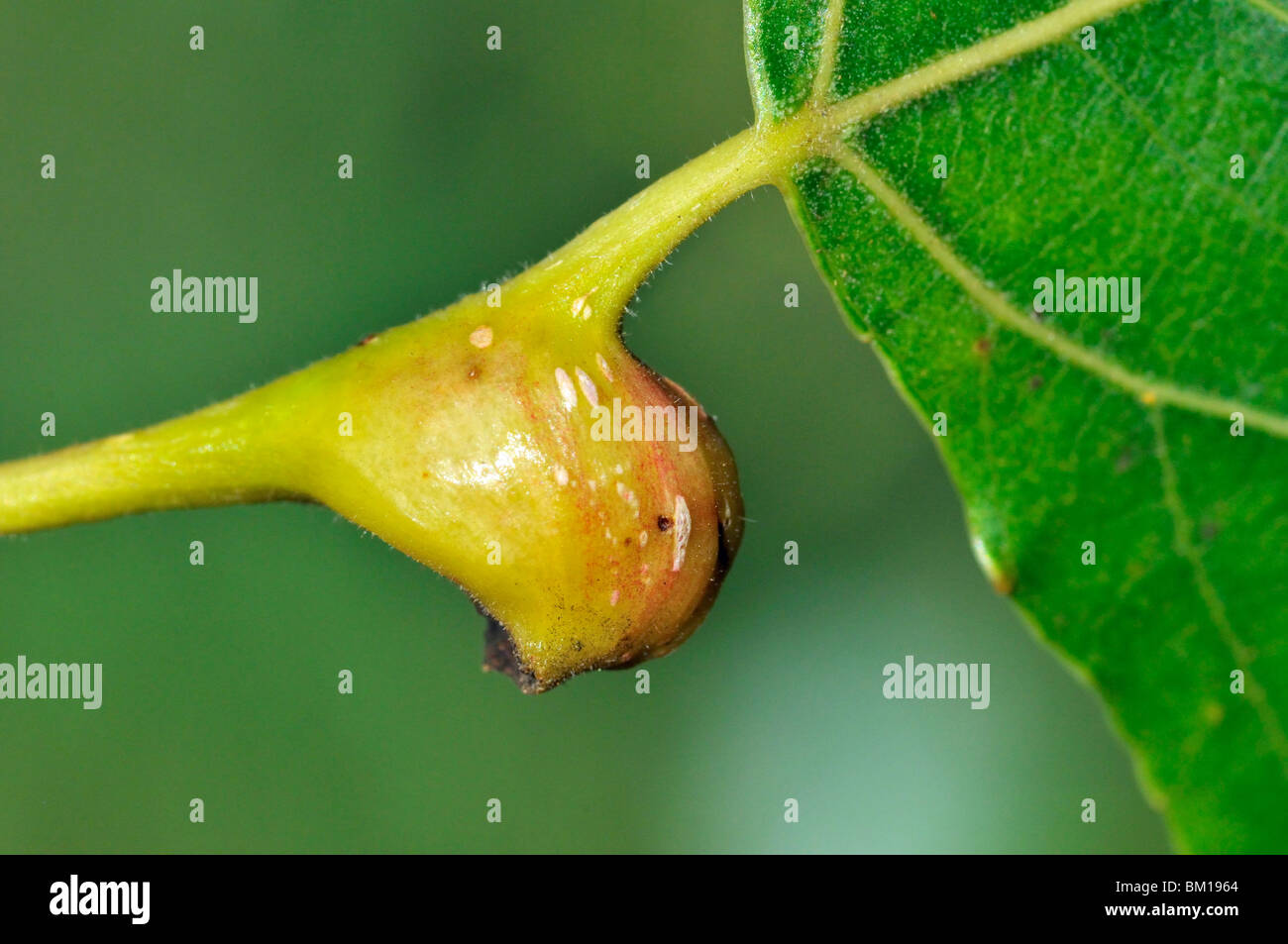 Pemphigus bursarius gall on Populus nigra, Black Poplar Stock Photo - Alamy