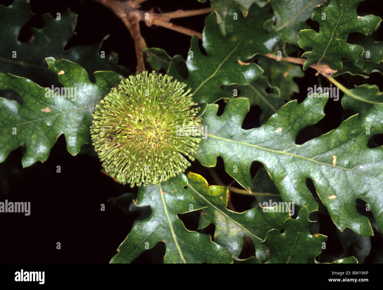 Andricus lucidus gall Stock Photo - Alamy