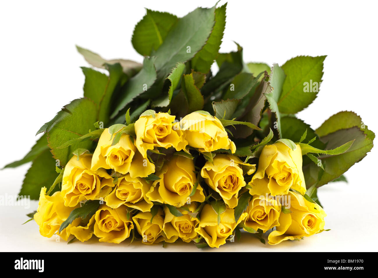 Roses Yellow High Resolution Stock Photography and Images - Alamy