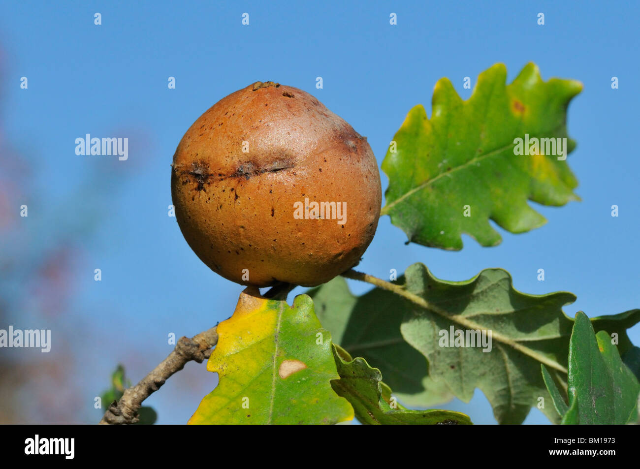 Andricus quercustozae gall Stock Photo - Alamy