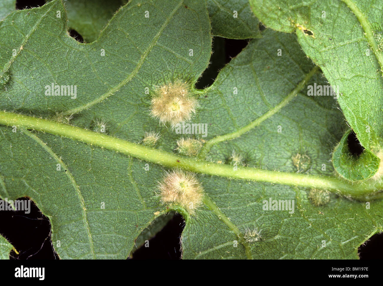 Aceria ilicis hi-res stock photography and images - Alamy