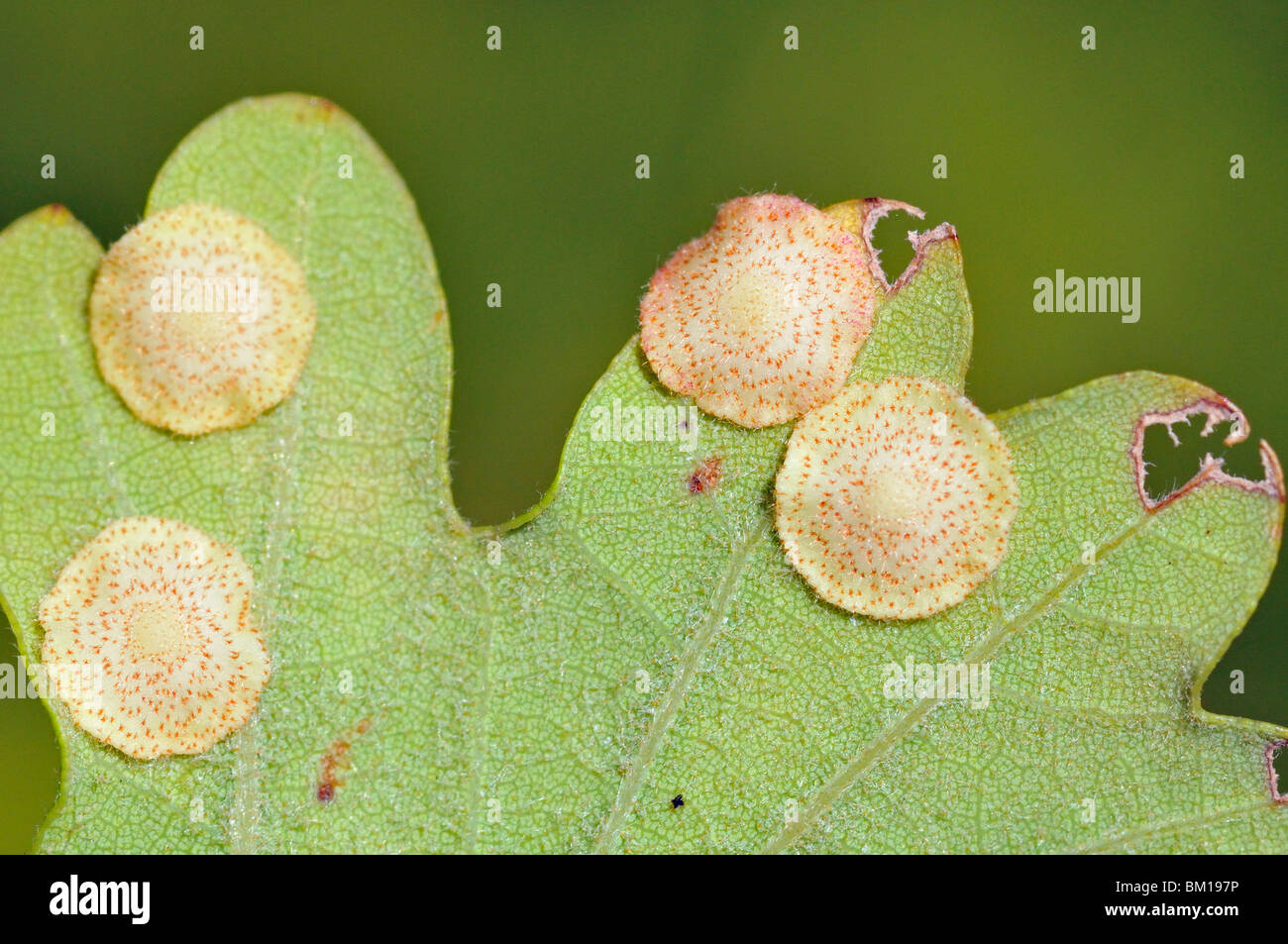 Neuroterus quercusbaccarum hi-res stock photography and images - Alamy