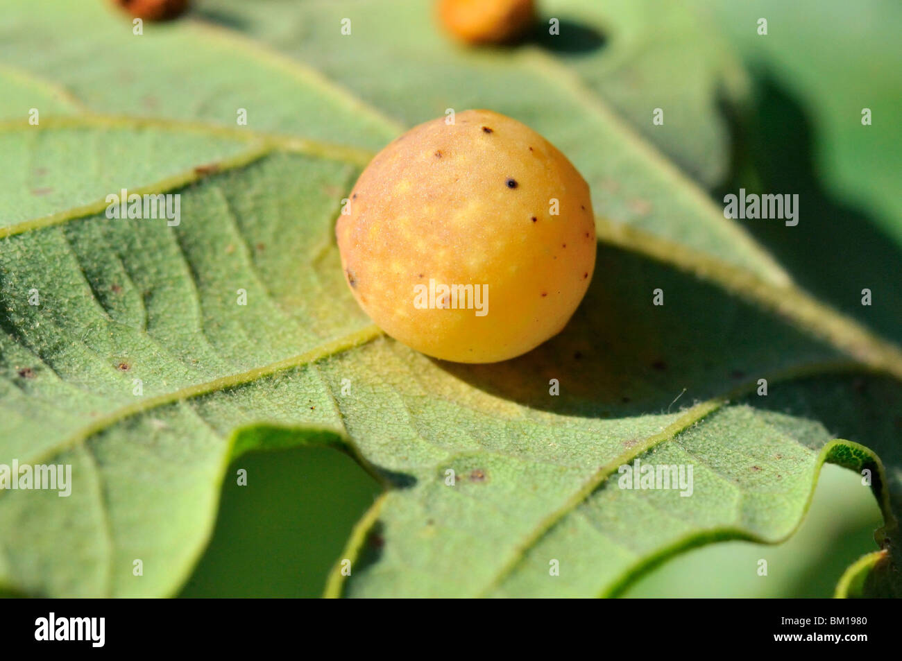 Neuroterus sp gall Stock Photo - Alamy