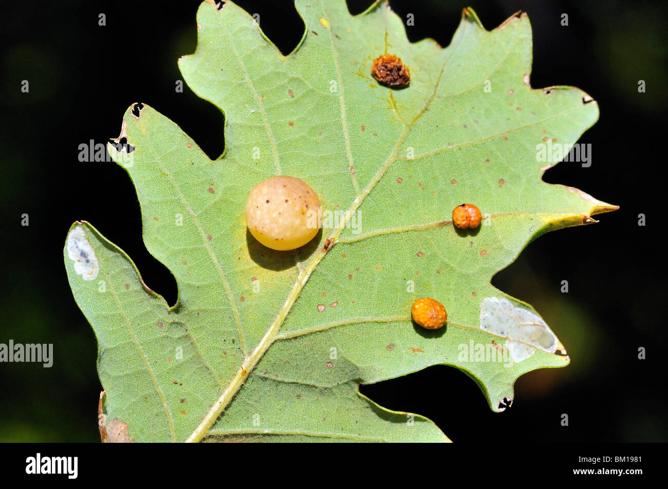 Neuroterus sp gall Stock Photo - Alamy