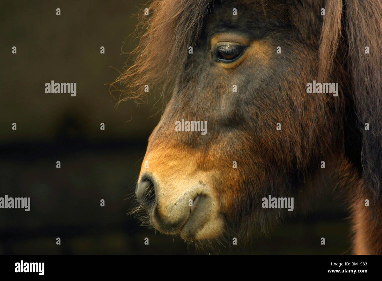 Shetland Pony Portrait Stock Photo - Alamy