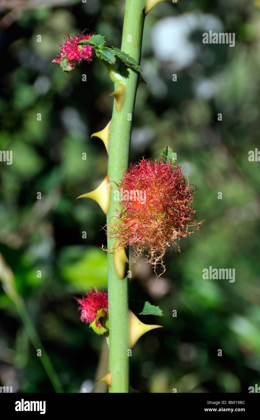 Mature gall on Dog Rose Stock Photo - Alamy