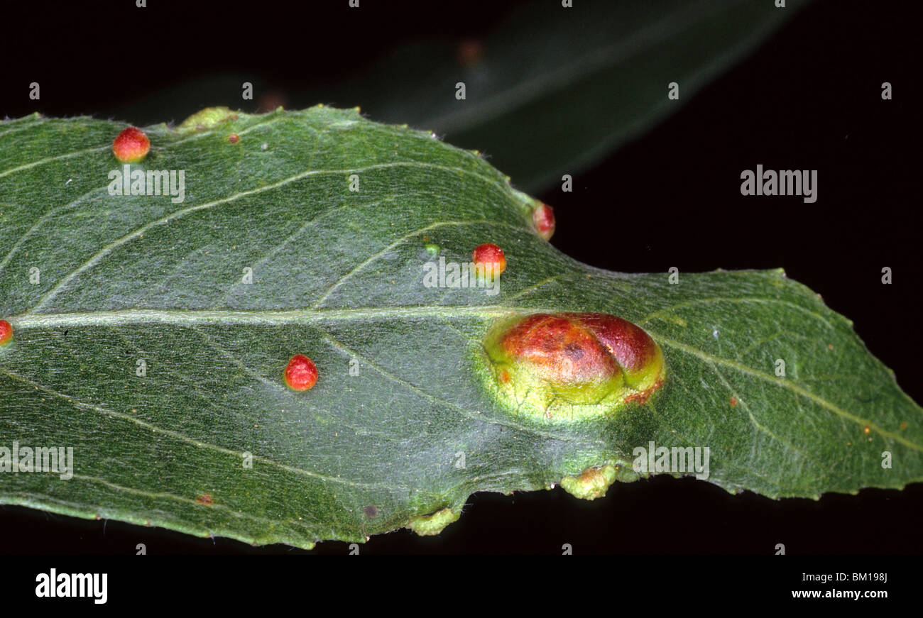 Aculops tetanothrix gall and Pontania proxima gall on leaf Stock Photo ...
