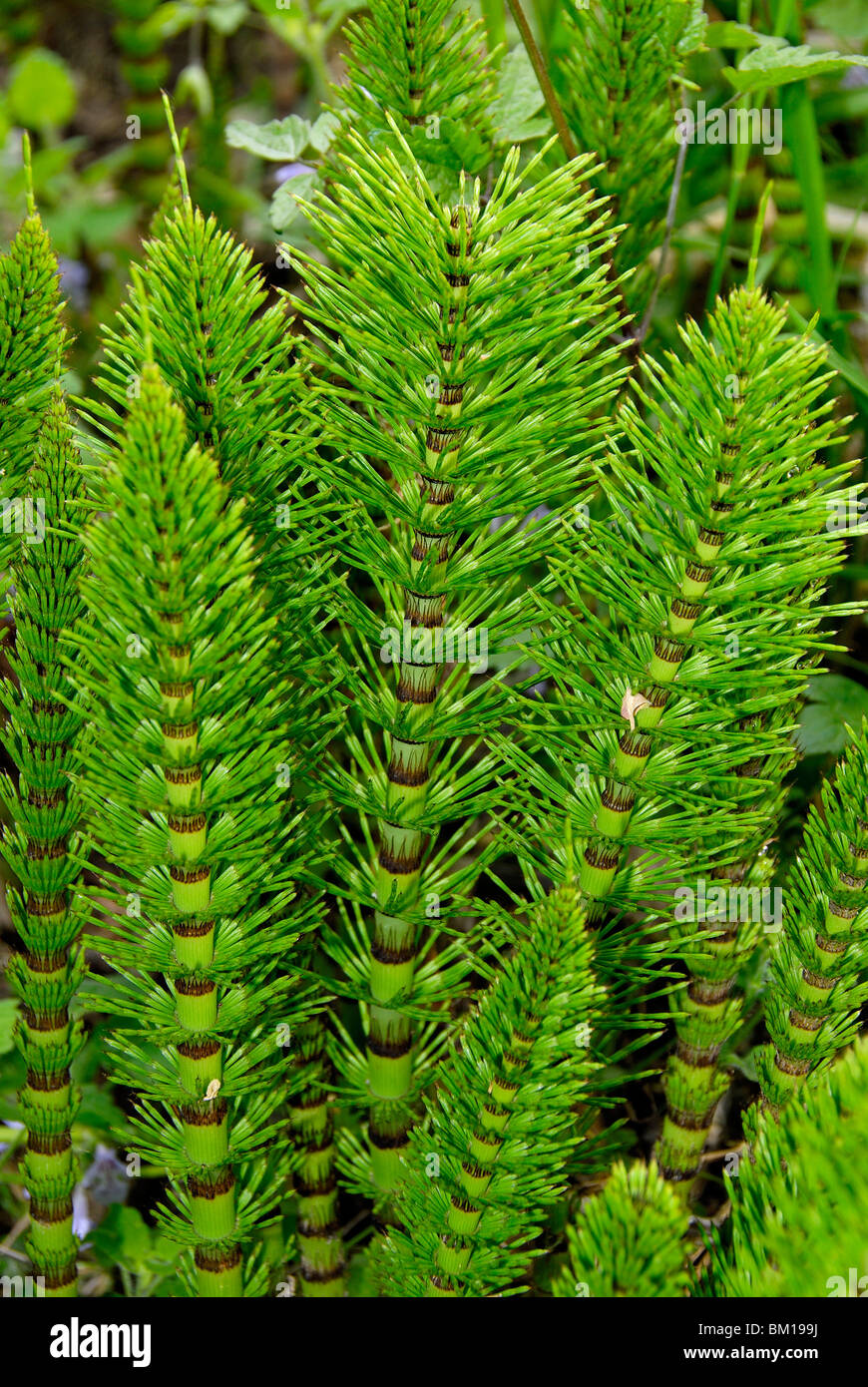 Equisetum telmateia, great horsetail or northern giant horsetail Stock ...