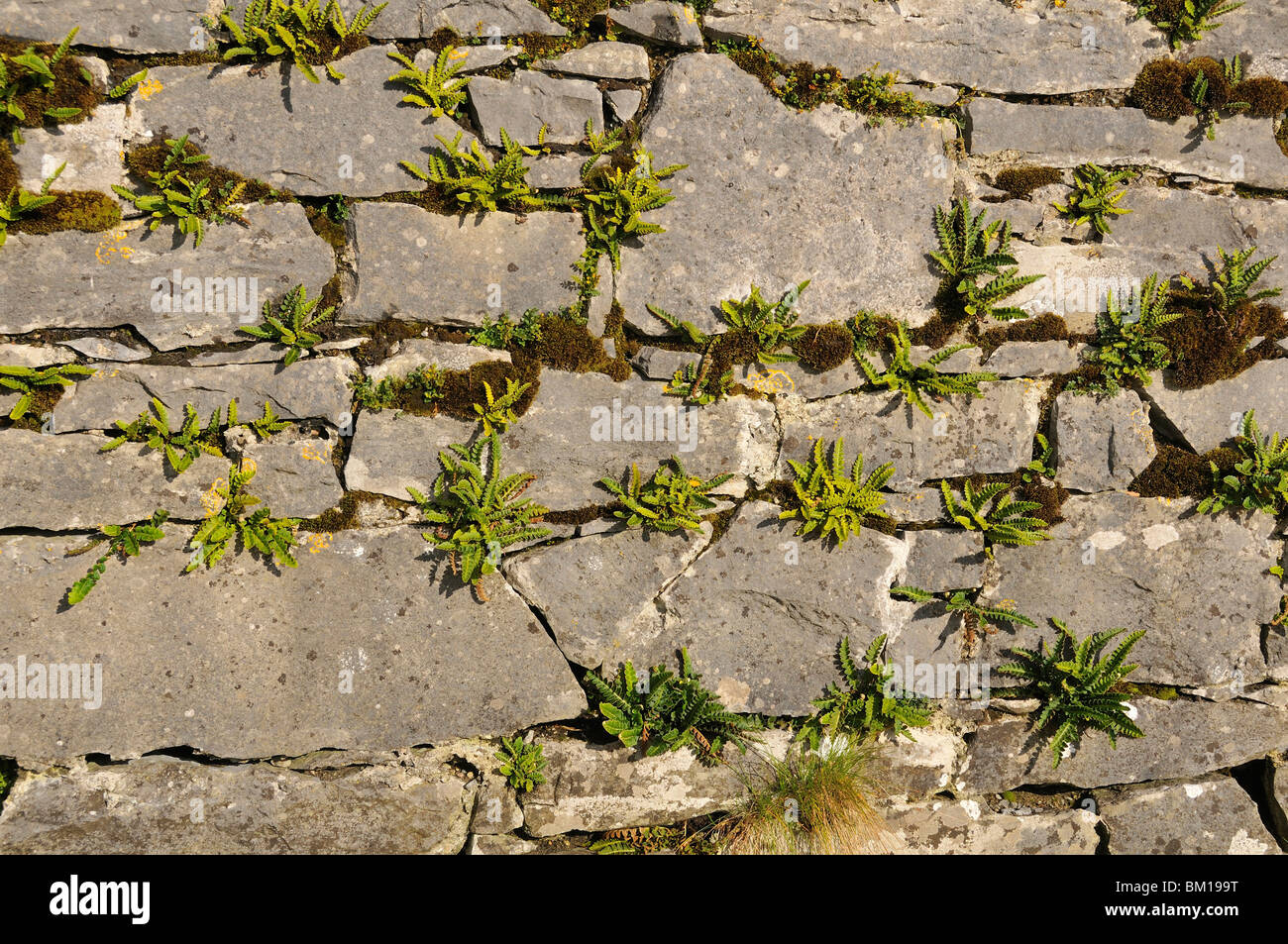 Ceterach officinarum, Rustyback Stock Photo - Alamy