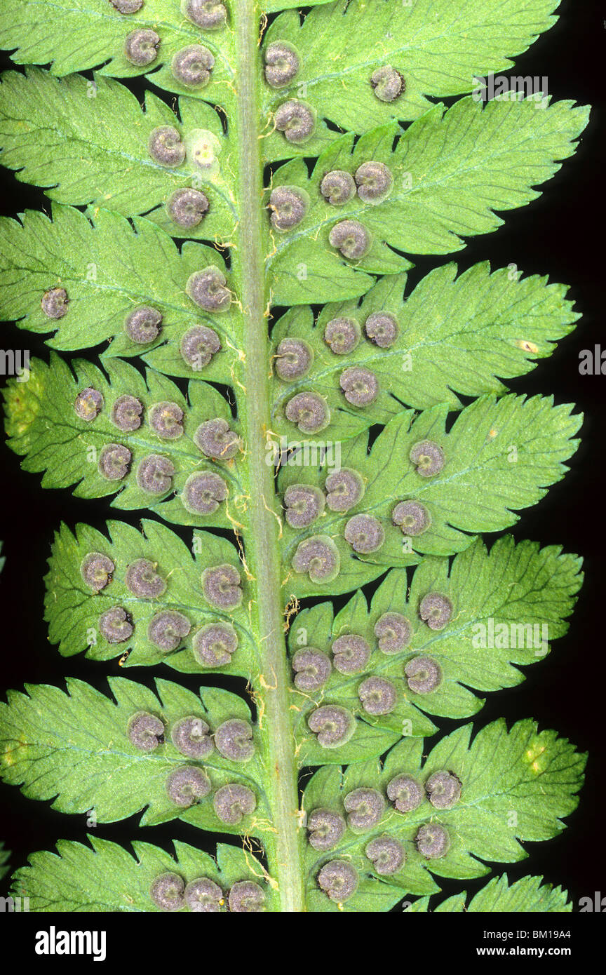 Common male fern male fern hi-res stock photography and images - Alamy