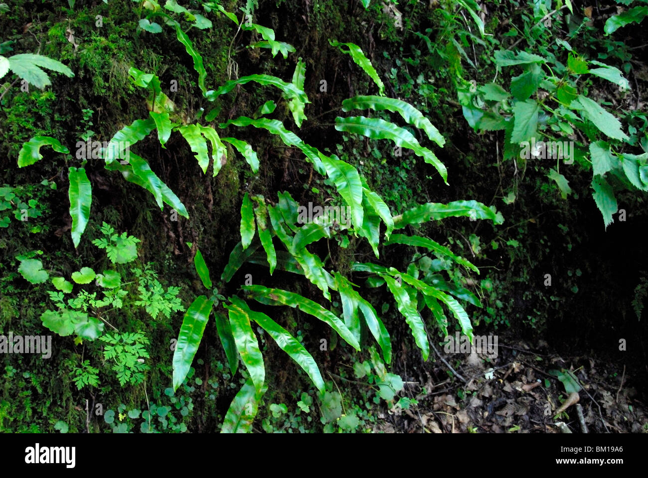 Phyllitis scolopendrium, Asplenium scolopendrium Stock Photo - Alamy