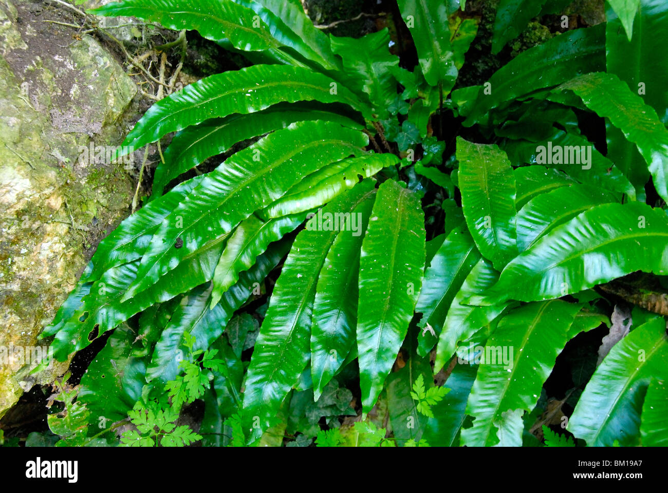 Phyllitis scolopendrium, Asplenium scolopendrium Stock Photo - Alamy