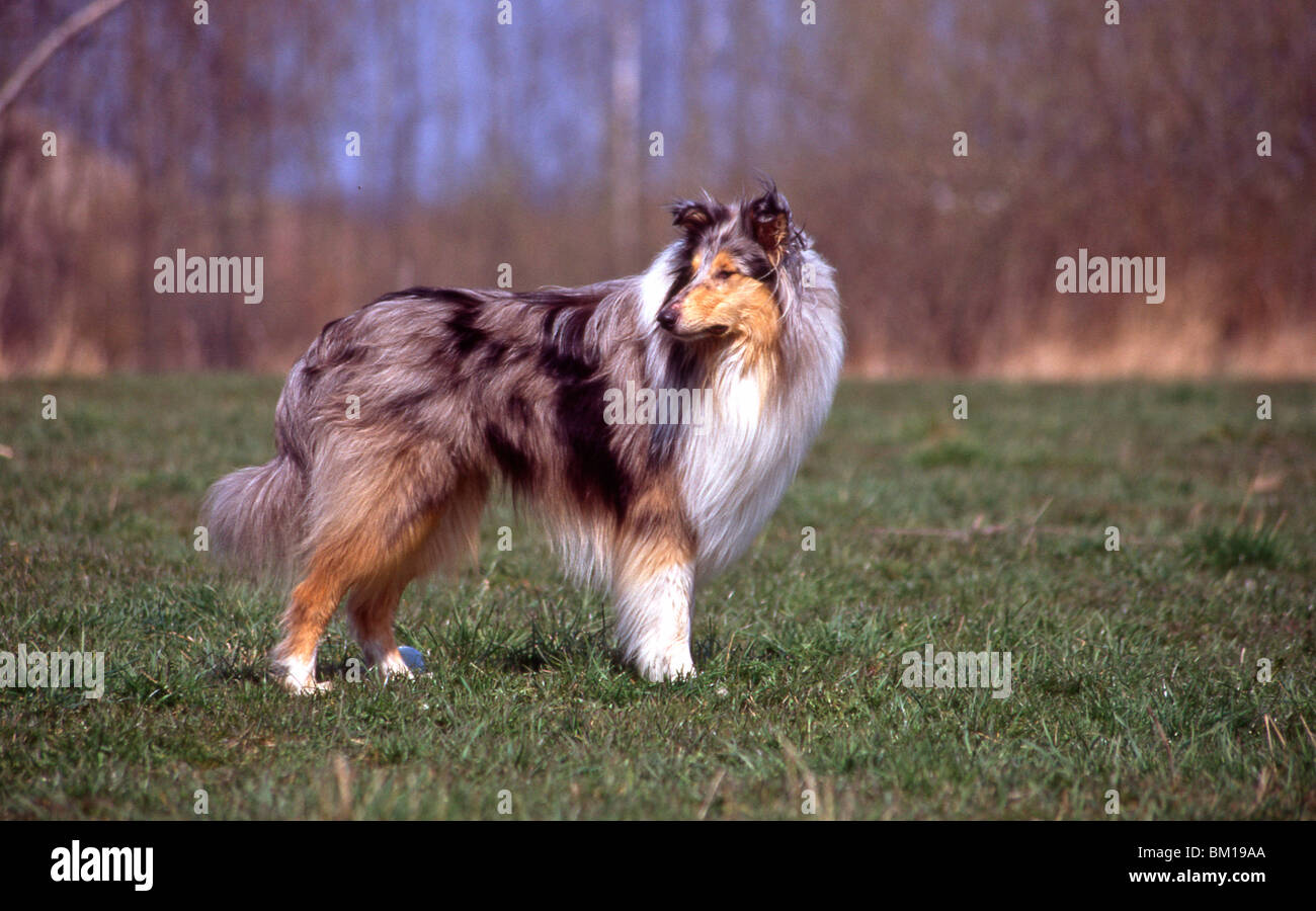 Rough and smooth collie hi-res stock photography and images - Alamy