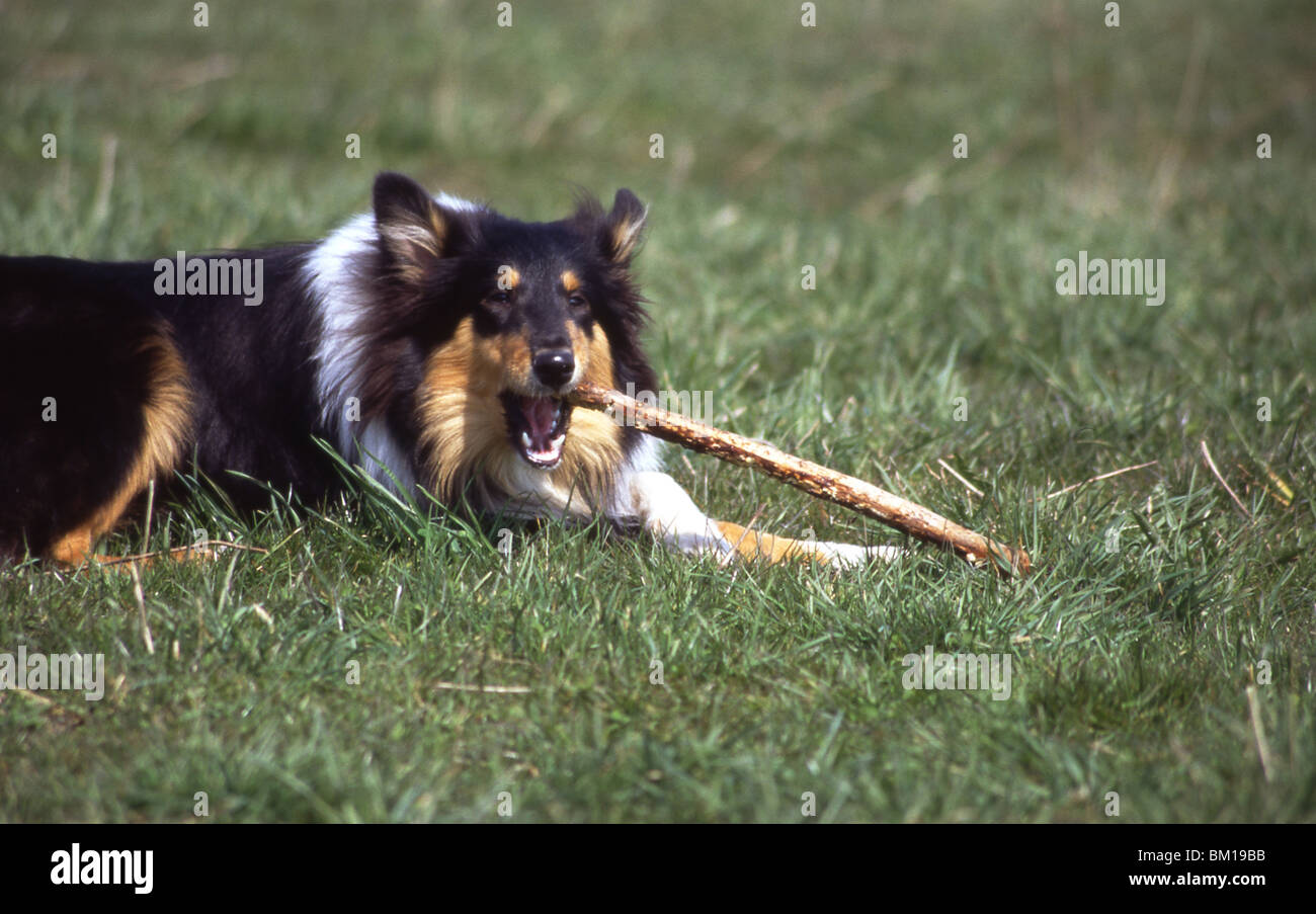 Gnaw stick hi-res stock photography and images - Alamy