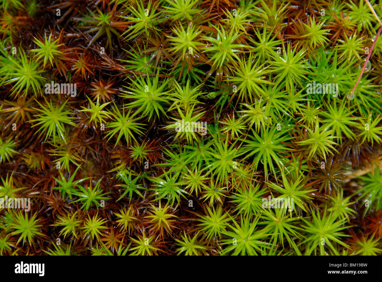 Moss sphagnaceae sphagnum hi-res stock photography and images - Alamy