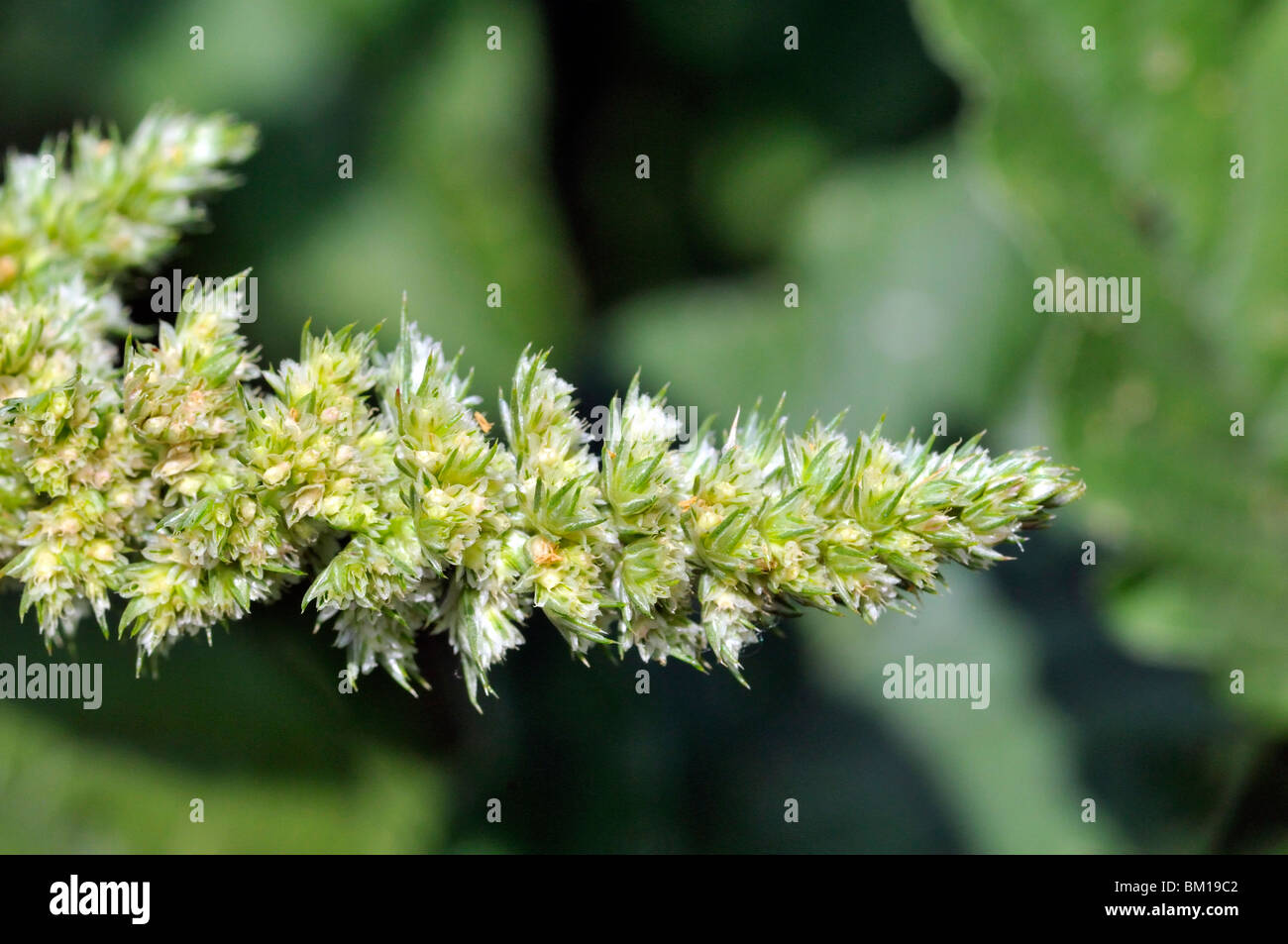 Amaranthus retroflexus, Red-root Amaranth Stock Photo - Alamy