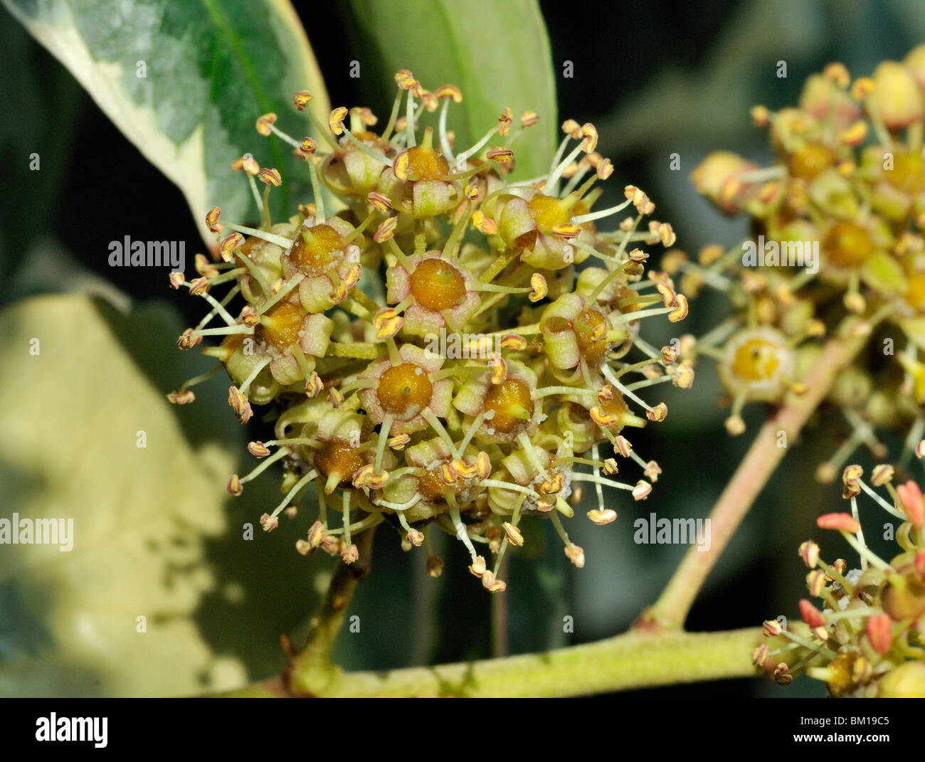 Hedera helix, Common Ivy Stock Photo - Alamy