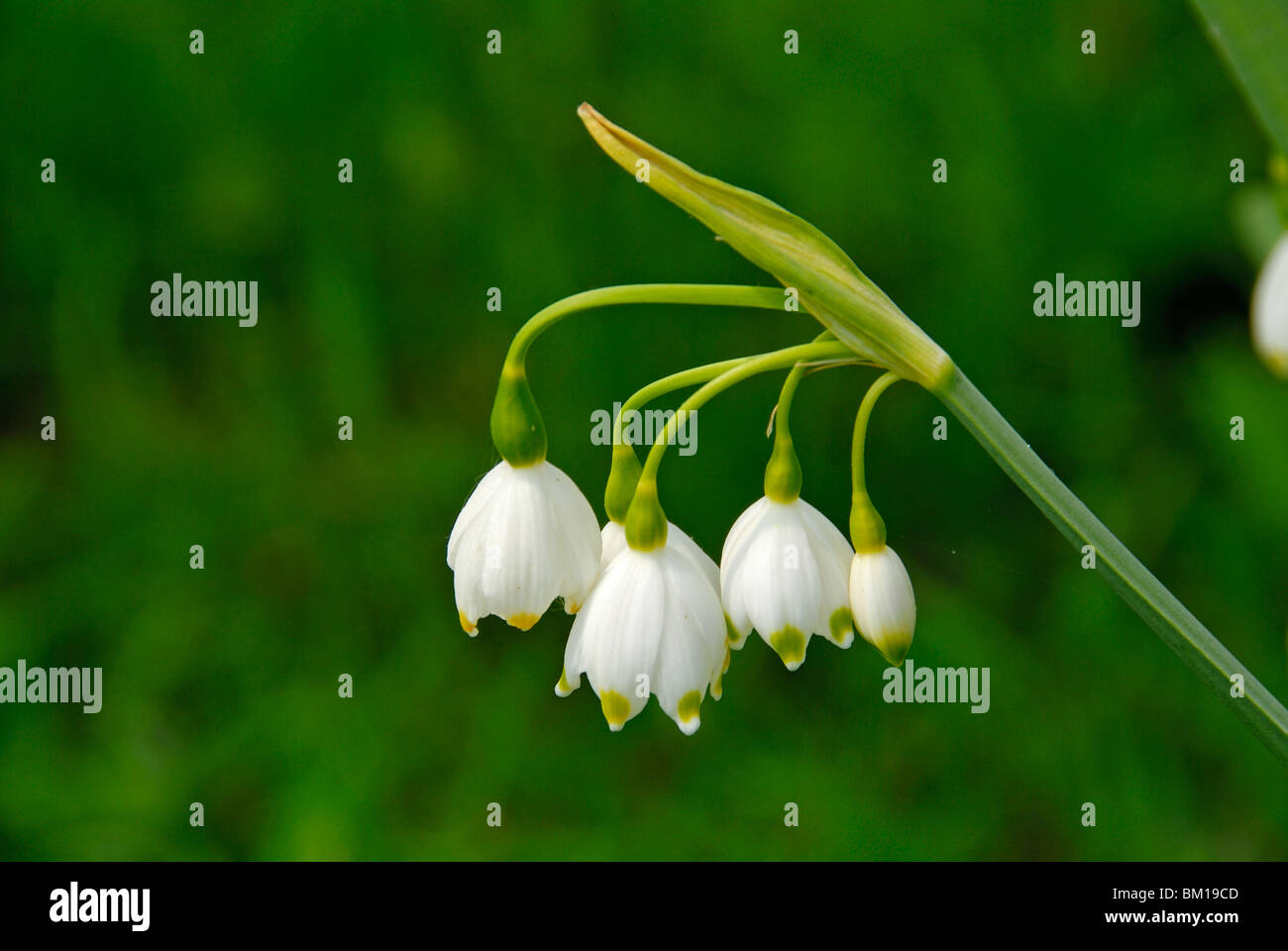 Leucojum aestivum, Summer Snowflake or Loddon Lily Stock Photo - Alamy