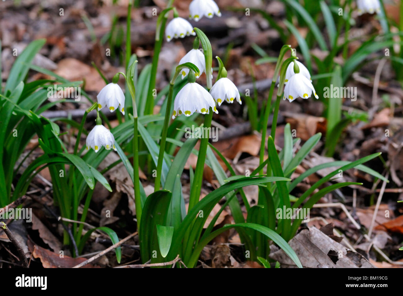 Leucojum vernum, Spring Snowflake Stock Photo - Alamy