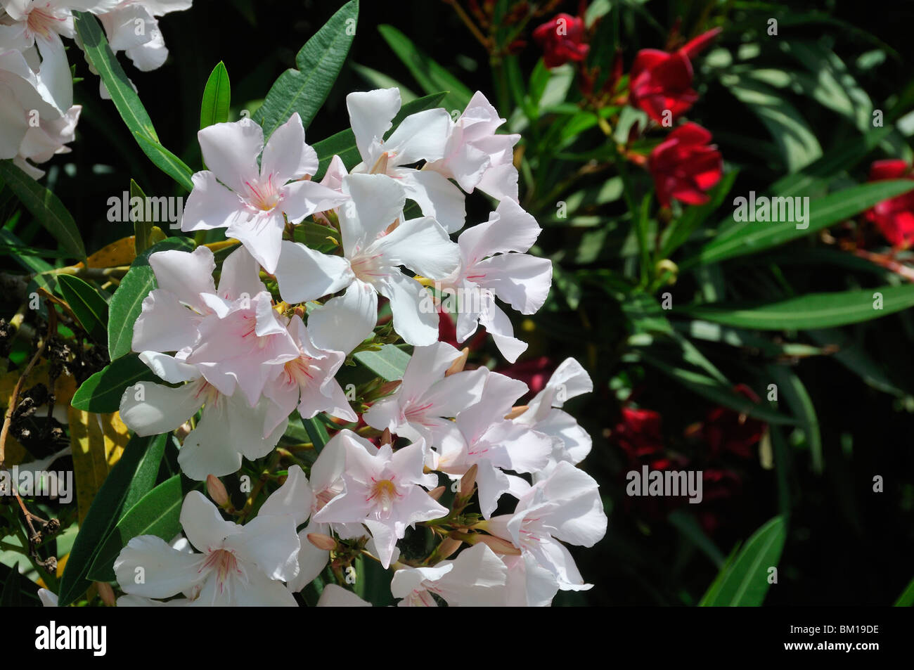 Nerium oleander apocynaceae hi-res stock photography and images - Alamy