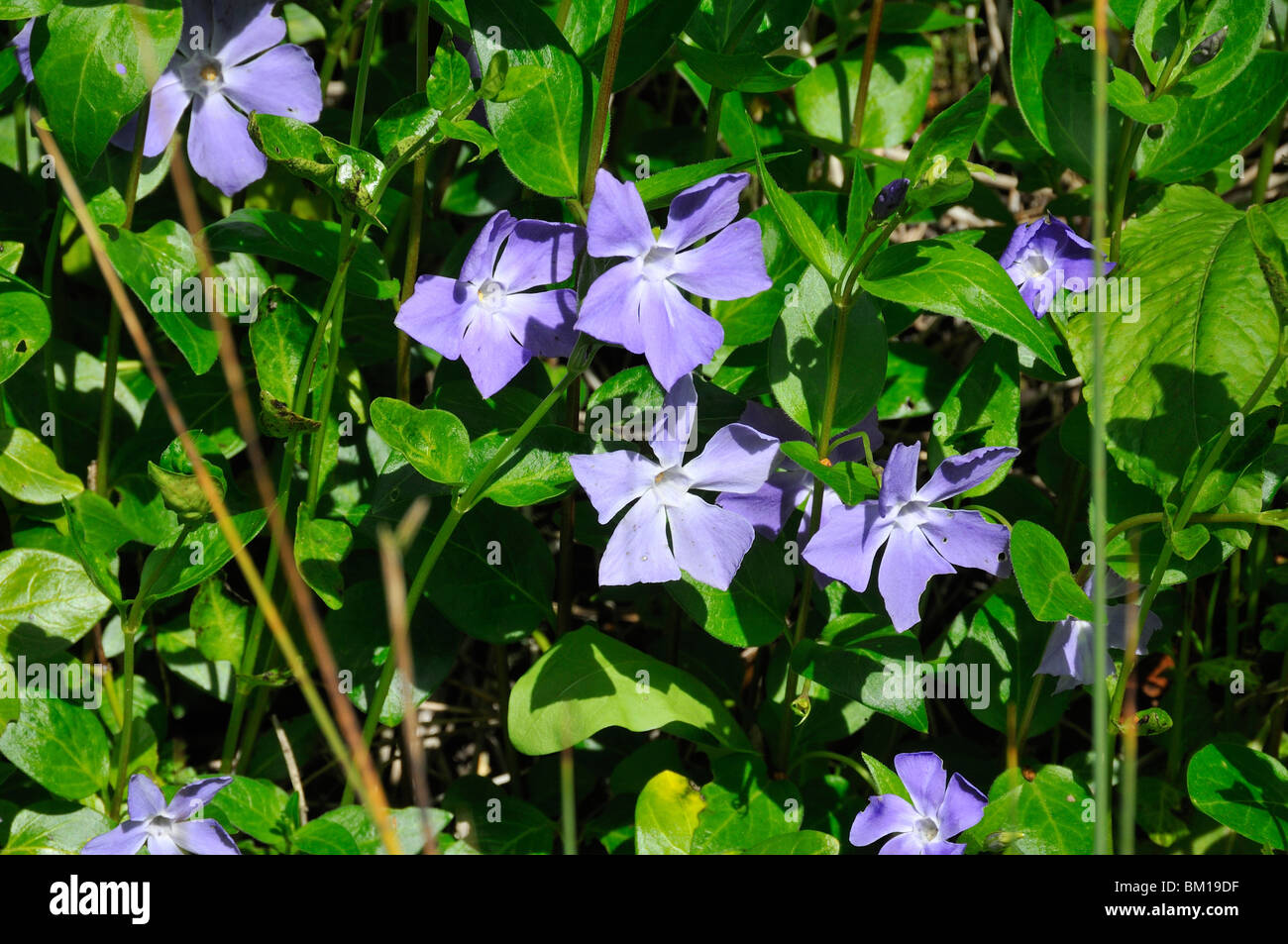 Vinca minor, lesser periwinkle Stock Photo - Alamy
