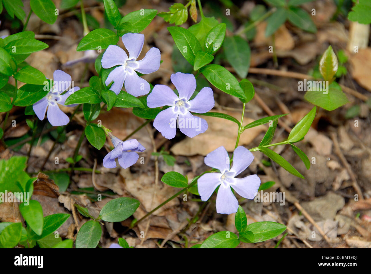 Vinca minor, lesser periwinkle Stock Photo - Alamy