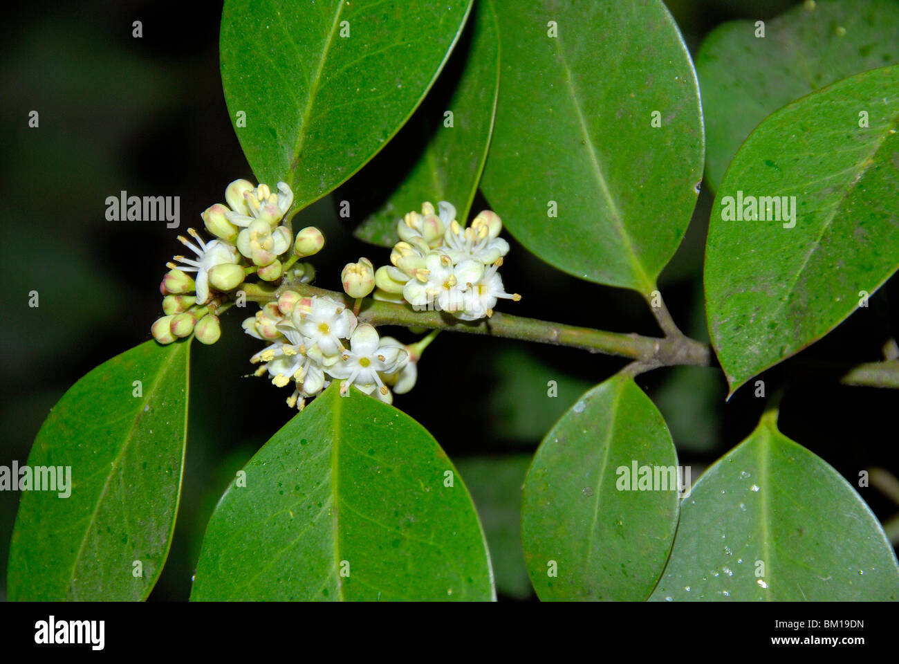 Holly ilex plant aquifolium hi-res stock photography and images - Alamy