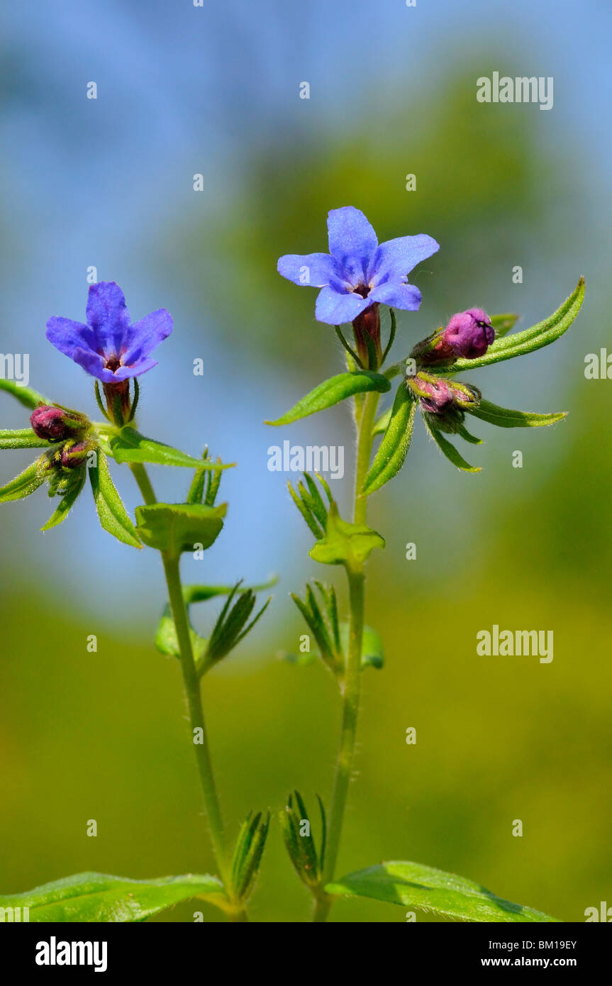 Buglossoides purpurocaerulea hi-res stock photography and images - Alamy