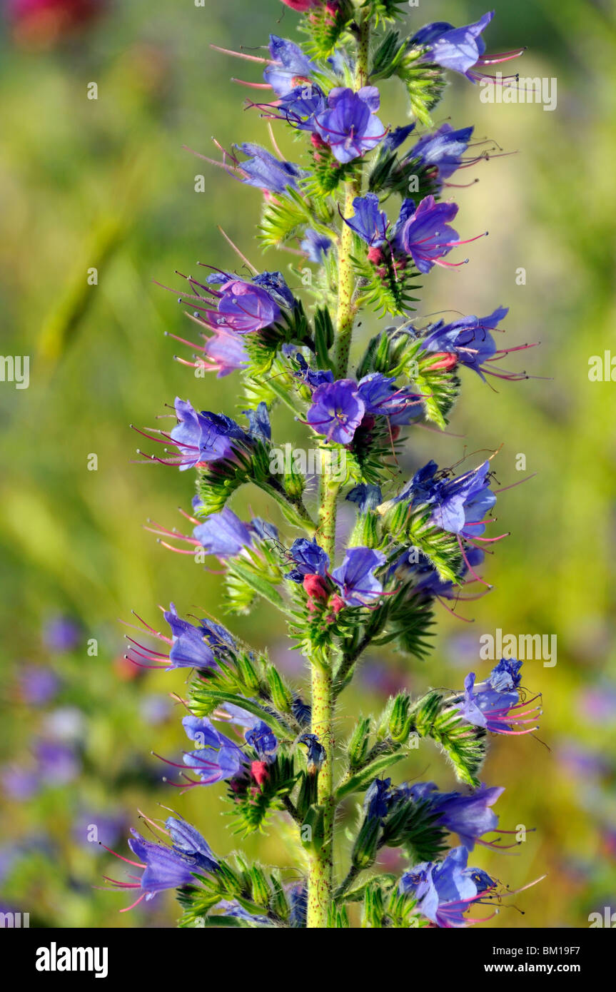 Echium vulgare, Viper's Bugloss Stock Photo - Alamy