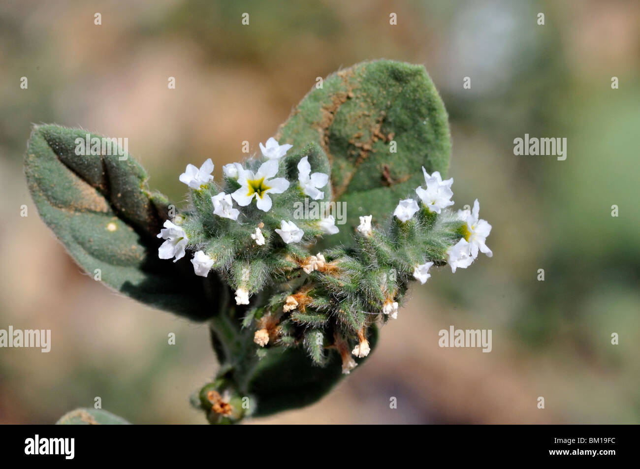 Heliotropium europaeum hi-res stock photography and images - Alamy